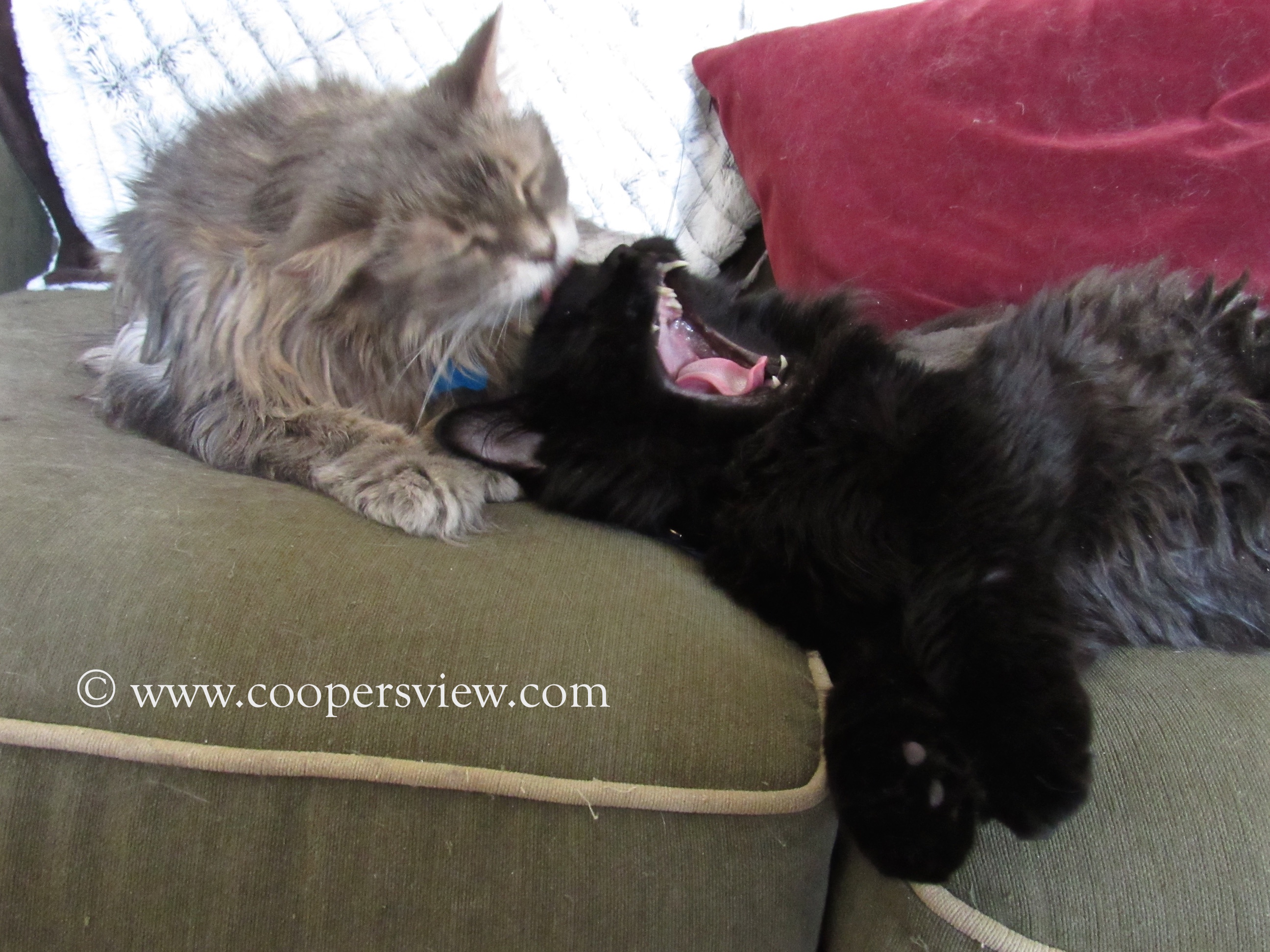 LOVE SEAT | Princess Pansy and Friends