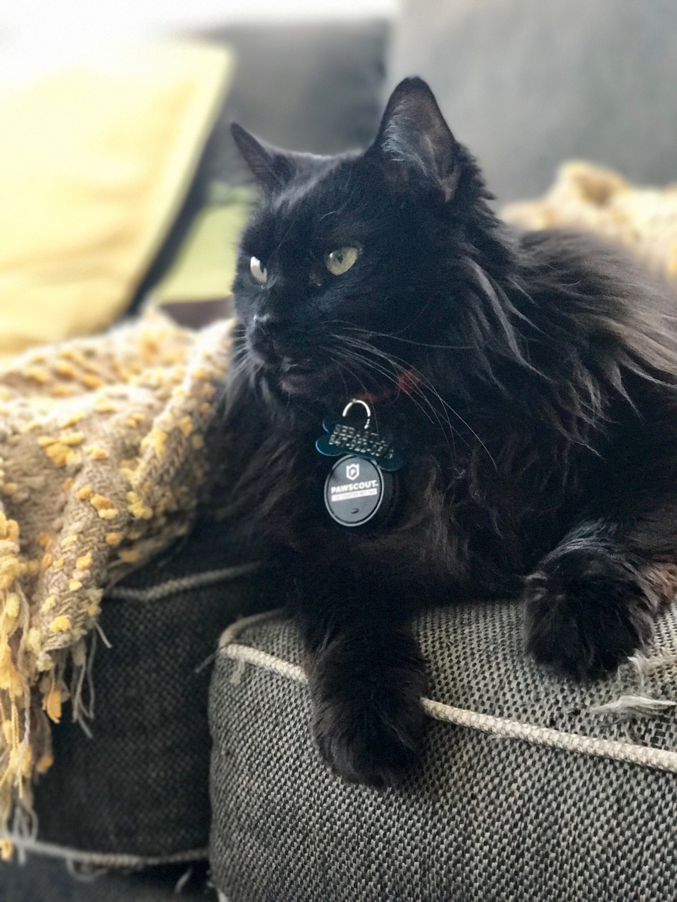 Birthday Wishes | Princess Pansy and Friends